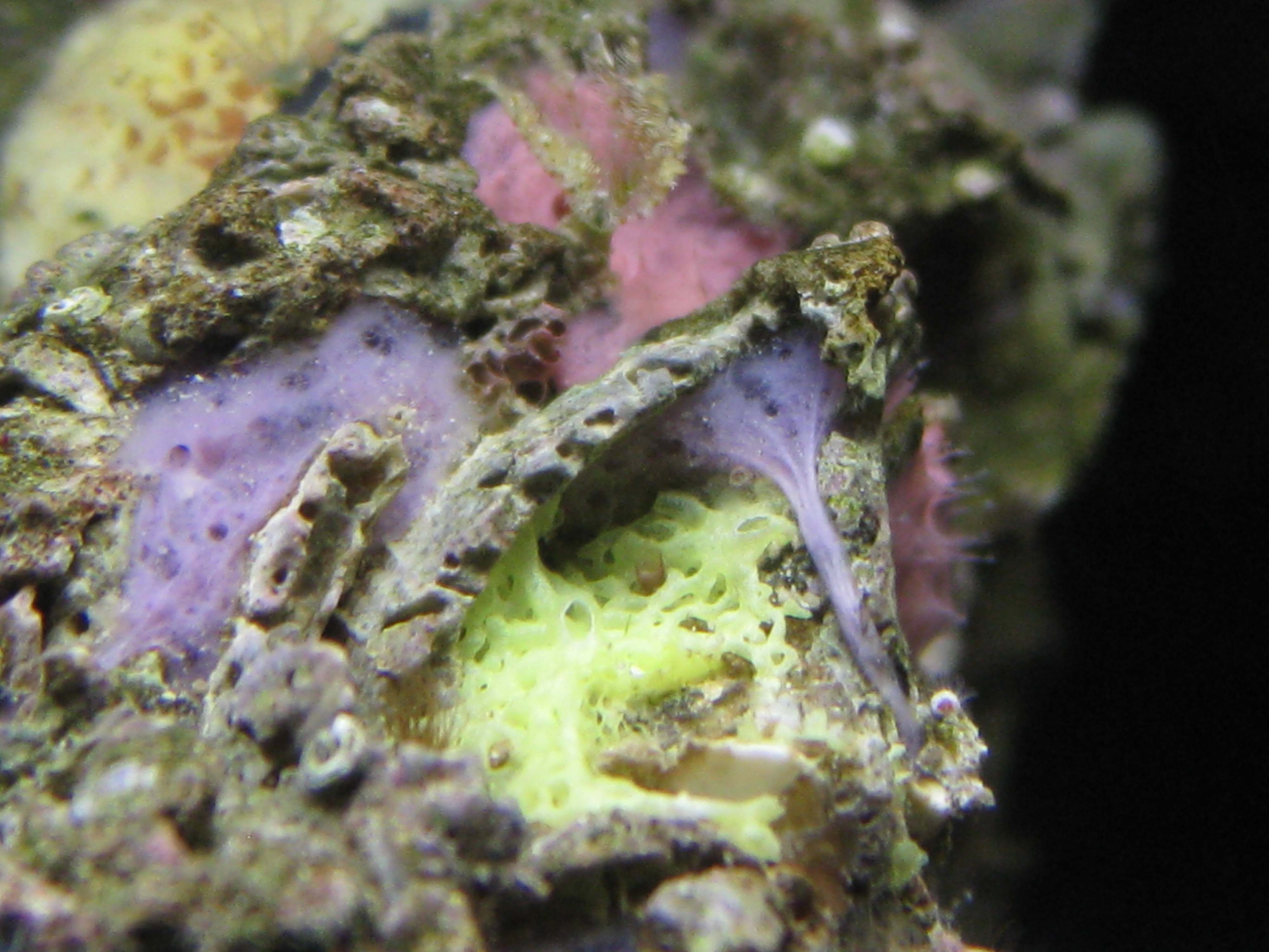 sponge rock – Capital Aquarium