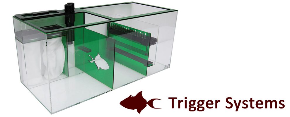 custom aquarium store – Capital Aquarium